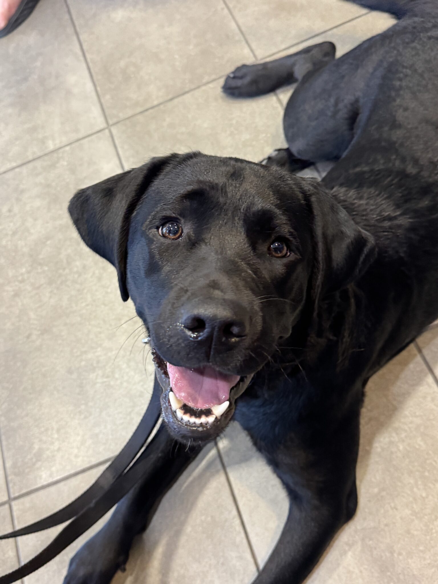 From Puppy to Service Dog in Training: Tacada’s First Year with Dogs ...